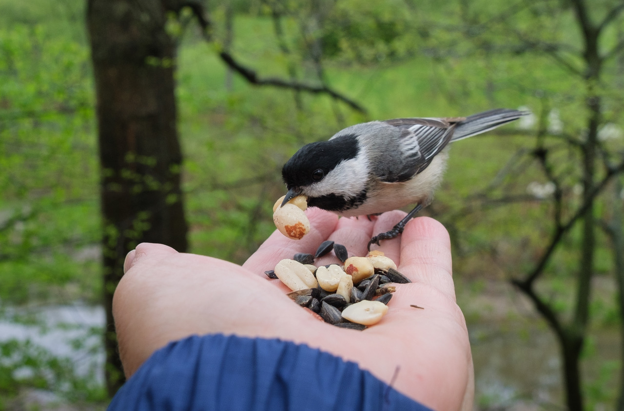 Blue Spruce Park Chickadees - Tips For Your Visit - Ray Winstead